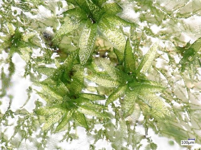 Pioneering study in moss research | Mibelle Biochemistry